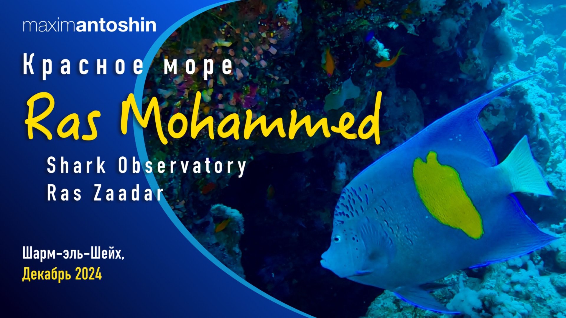 Красное море. Заповедник Ras Mohammed. Shark Observatory. Ras Zaadar. Музыкальное видео. 27.12.2025