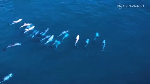 Почему Серые дельфины (Gray dolphin) — Grampus griseus предпочитают охотиться в ночное время ?