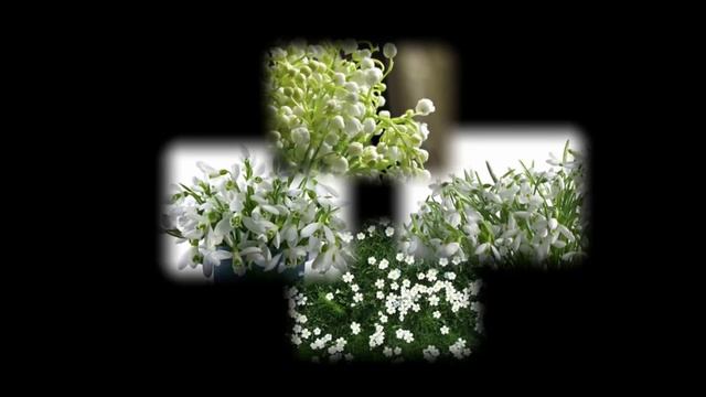 Skin-Divers - Dreams of Astronauts