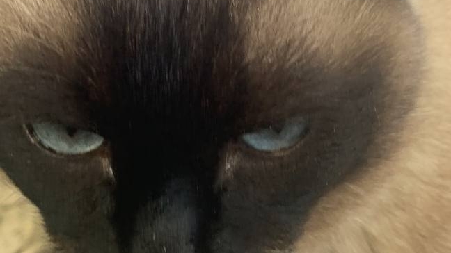 Гров э гарден но у меня 1 квинтилион☠️