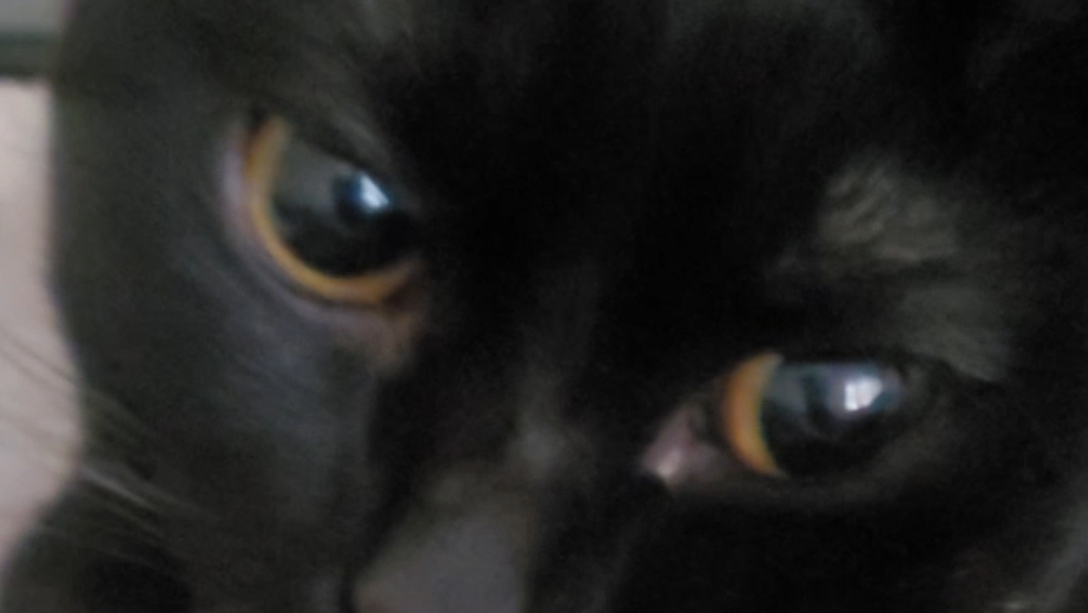 Котик спрятался #cat #cats #кошка #Коты #catlovers #catvideo #funnycats #Васька