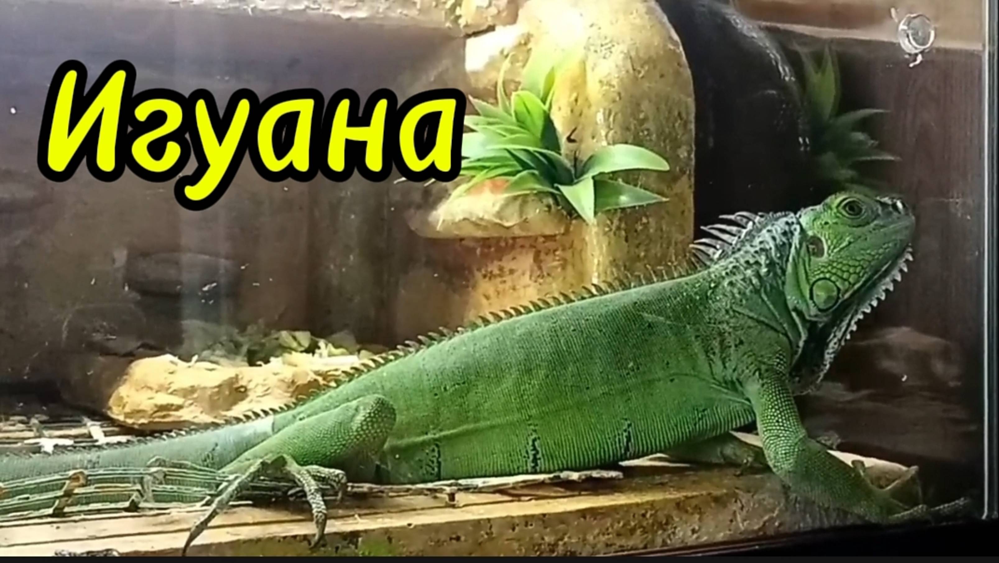 В гостях у Ирины Калининой. Игуана