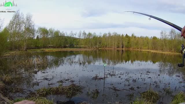 Рыбалка на Гальяна для кота.