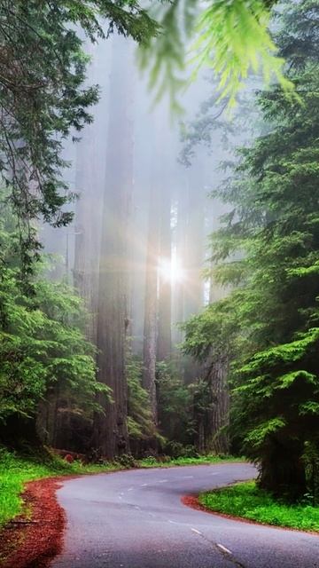 Утренний Лес | Пение Птиц и Спокойная Музыка для Расслабления и Сна 🌿🐦🌿