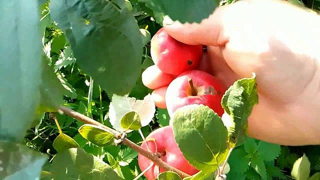 размер яблока на семенном подвое и на клоновом, сранение одного сорта.