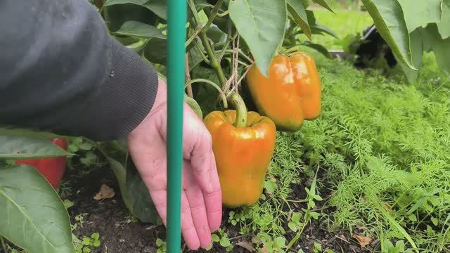 Перцы в открытом грунте зона рискованного земледелия Средний Урал