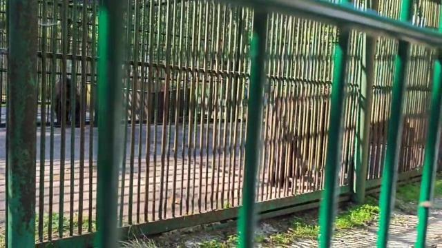 Путешествие по Белорусии - медведь