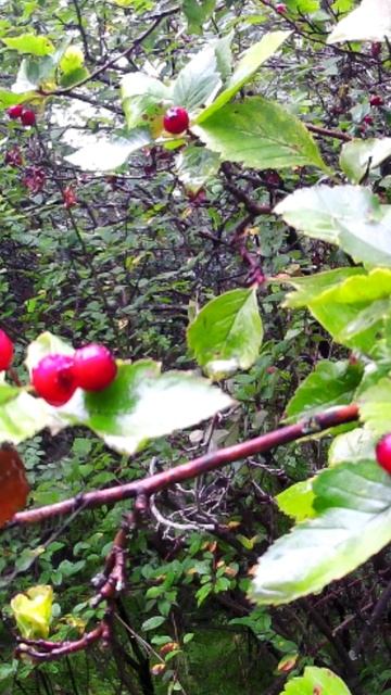 На кустах расцвели яркие красные ягоды🍒 #лес #ветка #баярка