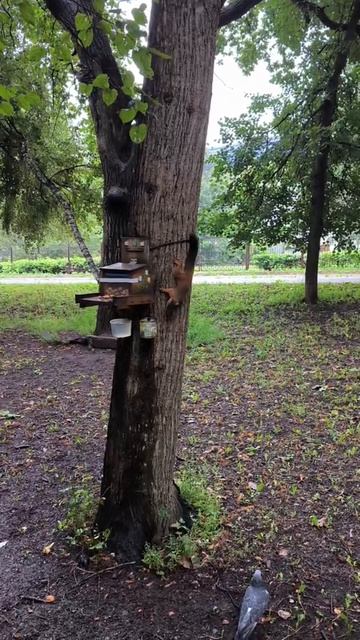 Одна белка не боится брать орешки из кормушки, вторая опасается