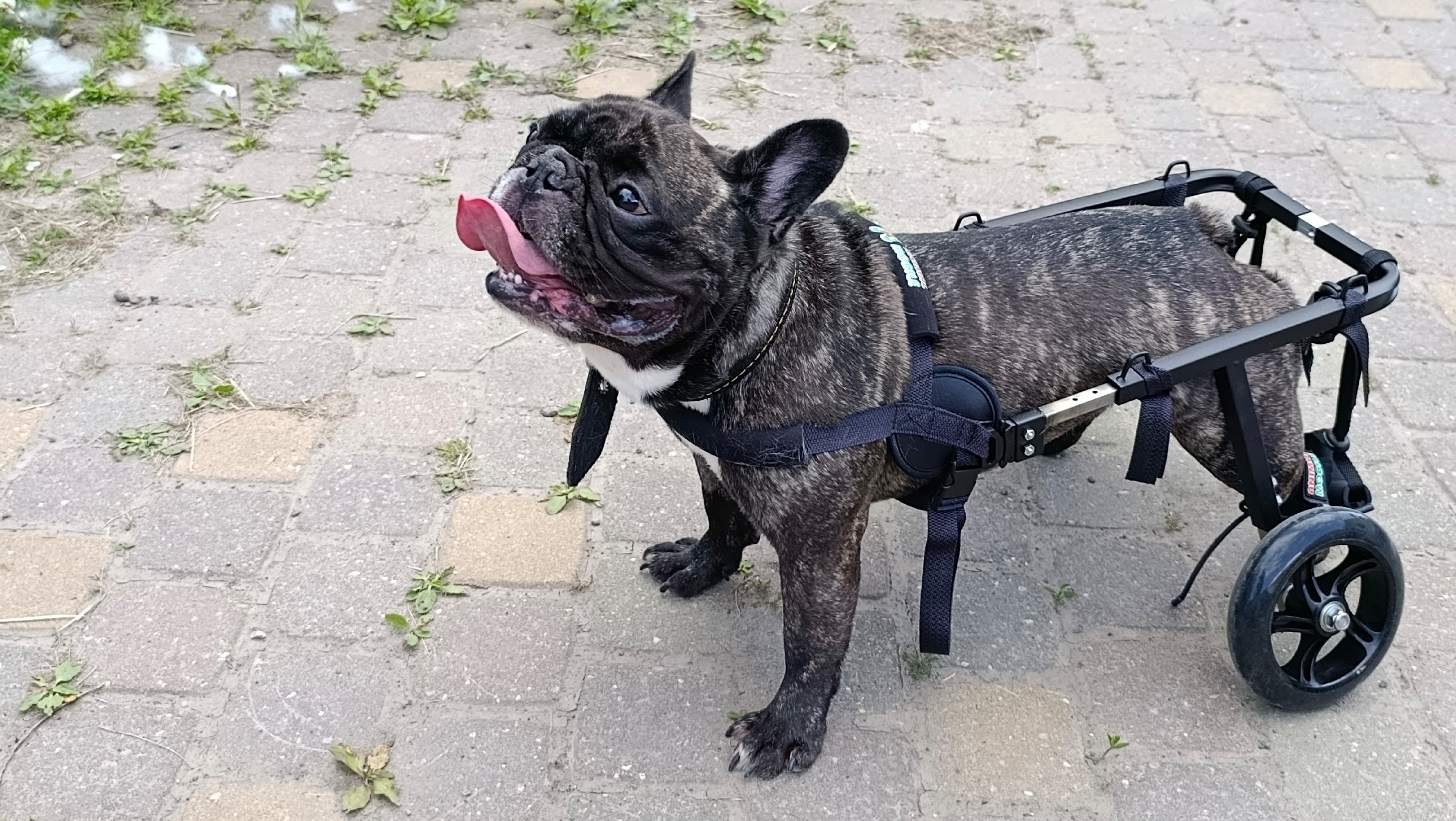 Собака-игровик в коляске