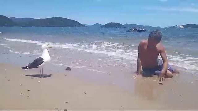 мужчина развлекает чайку