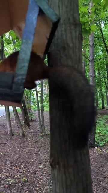 Вторая белка пришла