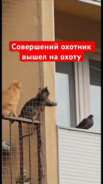 Хищник вышел на охоту, а рыжий на шухере