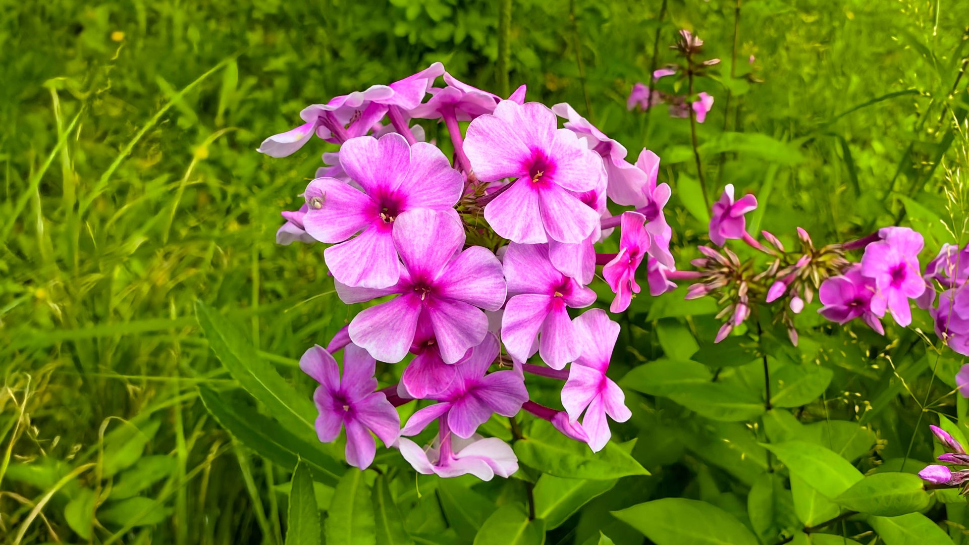 Как цветут флоксы