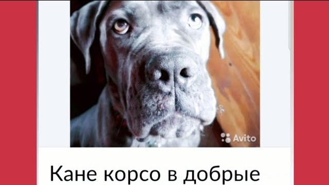 Оторвать бы руки таким хозяевам!