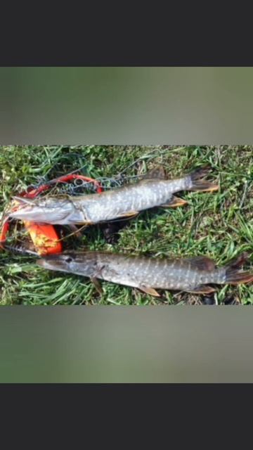 Ловля на кружки🎣 Клёв плохой, но все таки удалось немного поймать щук👍