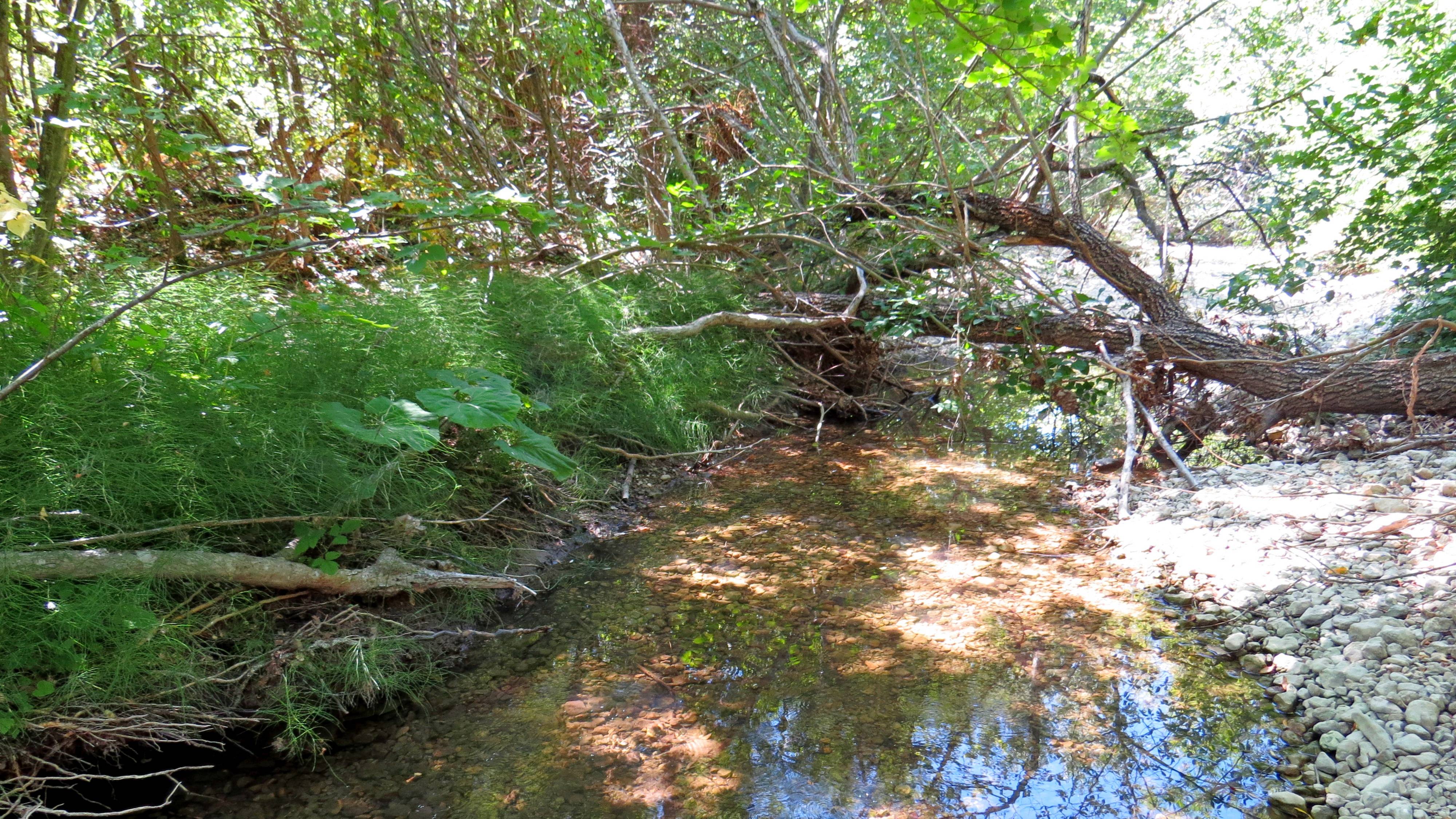 По Бурульче за кизилом.