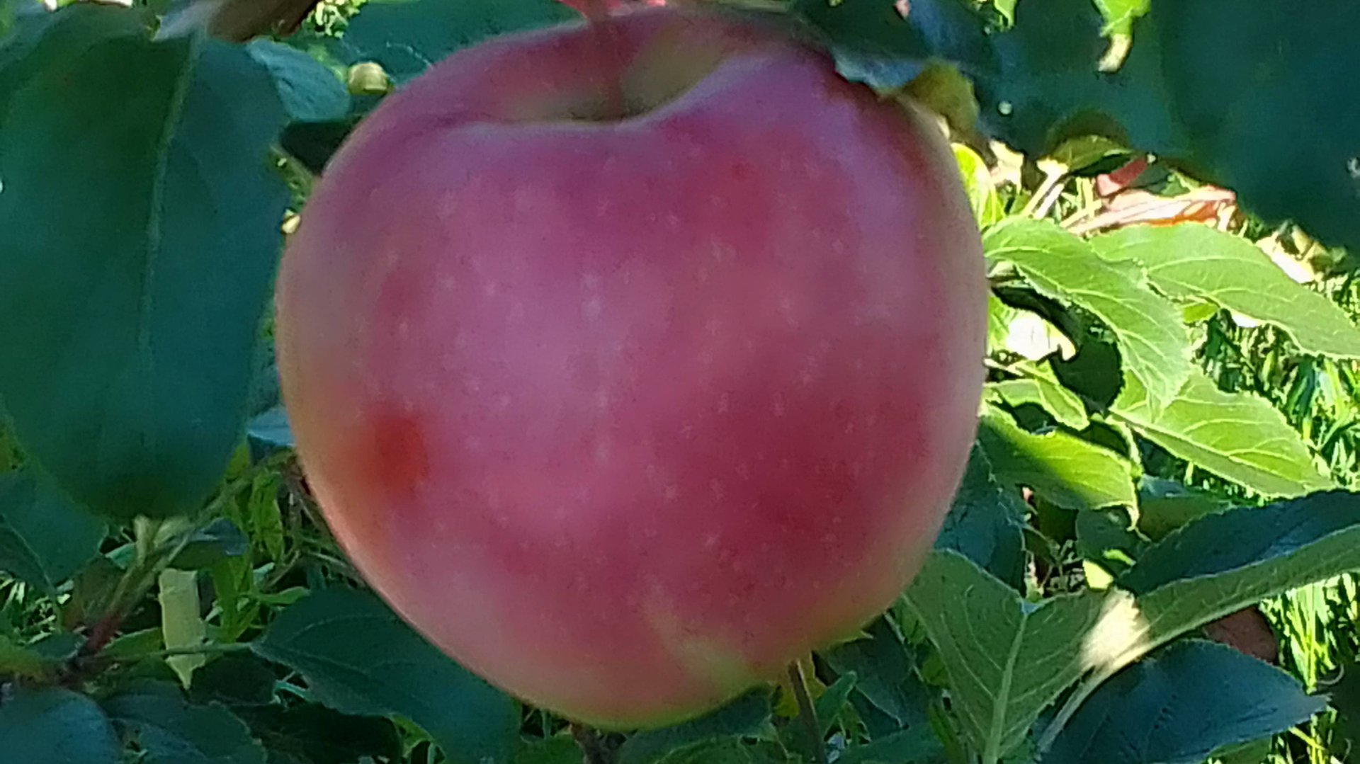 Сорт летнего яблока Ранее Утро