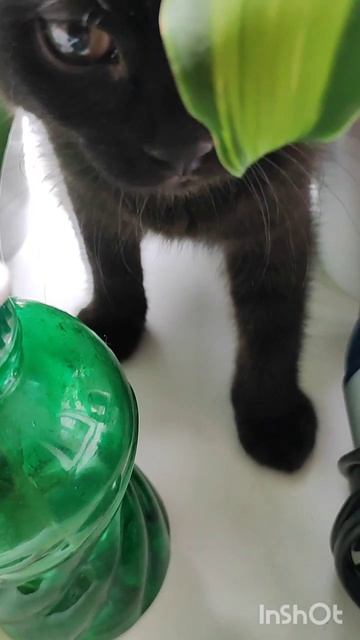 Котенок в доме