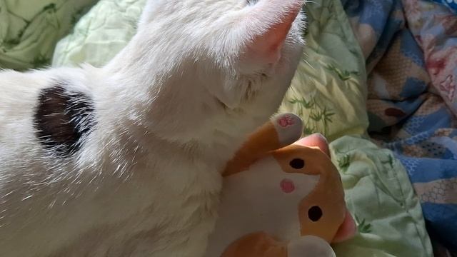 Никому не подглядывать !