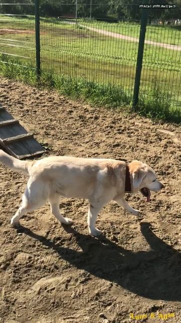 О былом и радостном. Алиса и Луна