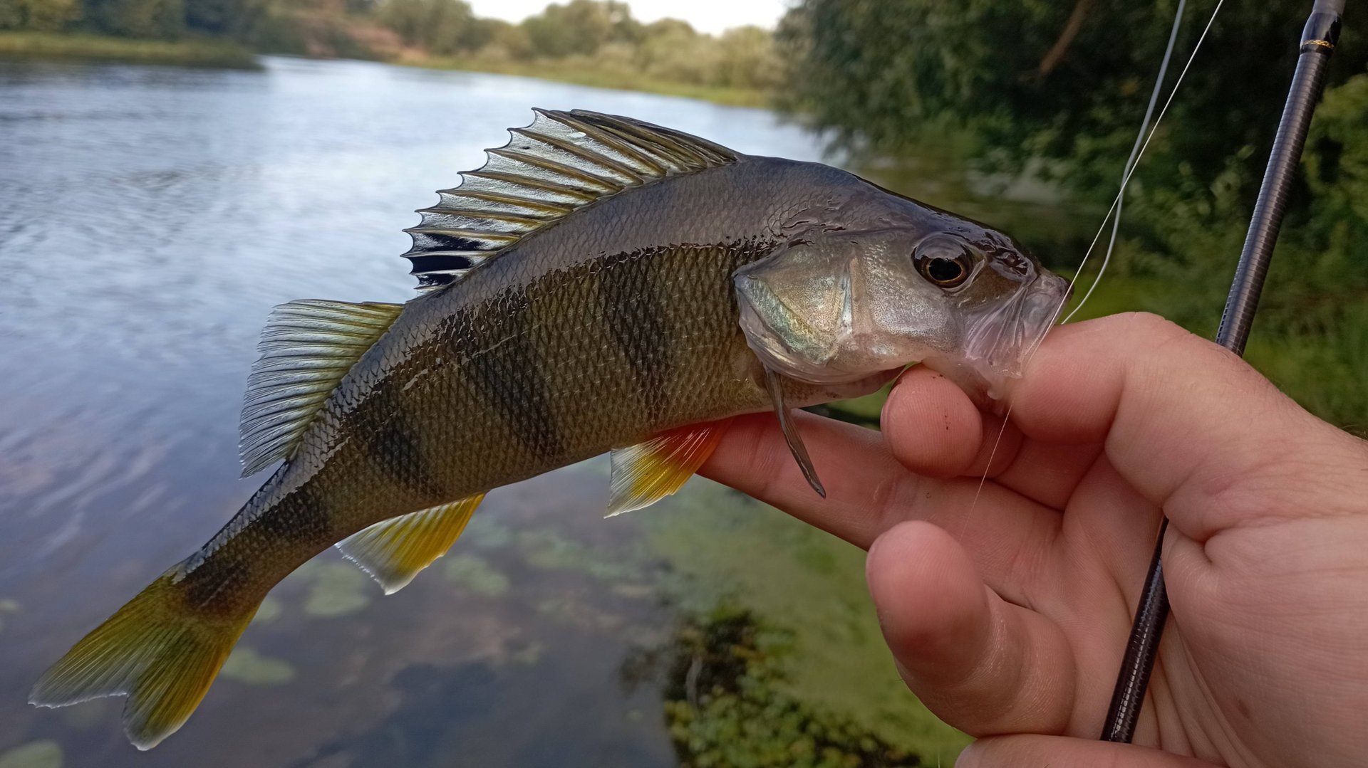 Ультралайт в конце лета. Ловля окуня на микроджиг в новых местах.
