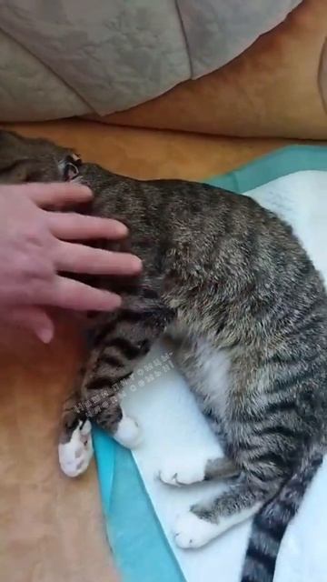 Меня нашли и усыновили. Теперь я домашний