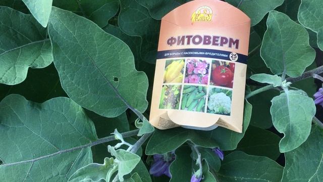 Желтеют листья огурцов Срочно сделай это и чем подкормить огурцы