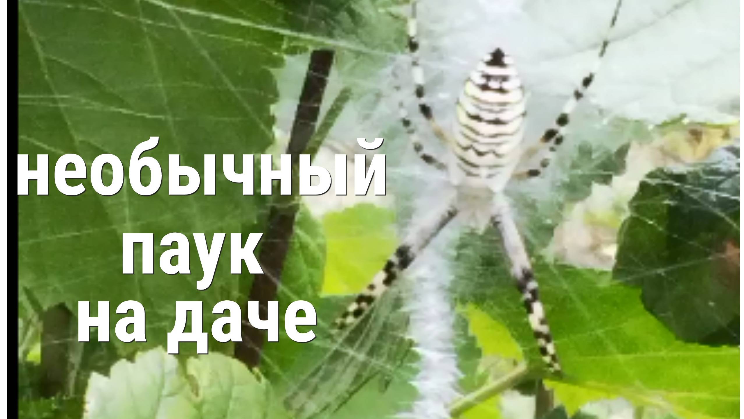 необычный паук на нашей даче