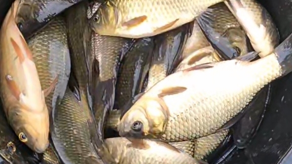 Карасики. "Oдним махом"(с1опарышем). Без видеомонтажа.