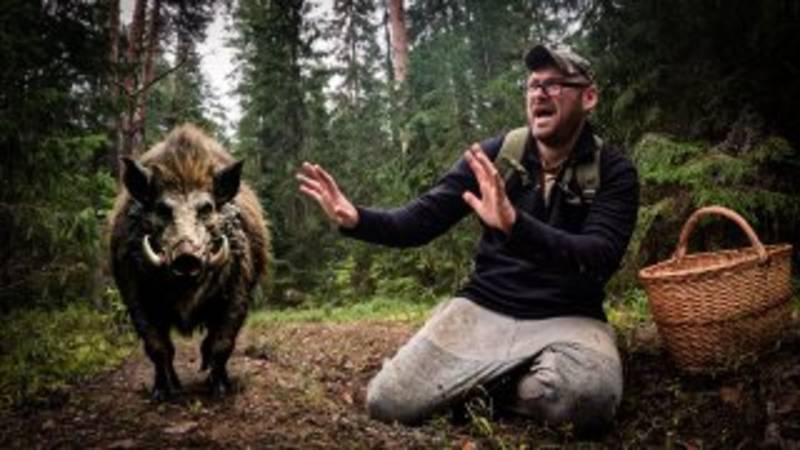 Зловещее Место грибника - КАБАНЬИ ТРОПЫ! Детский страх или жуткие реалии Леса.