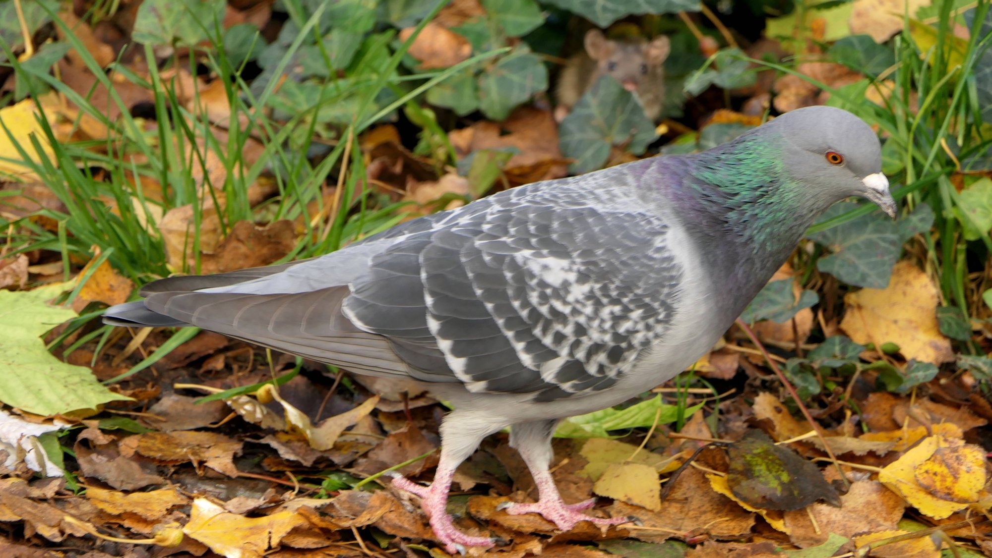 🍂🍁🍂 Лучшие Песни ܓ  "Здравствуй"  осень! 🕊🍁 Исп. Павел Соколов. 🍁 🍃🍁