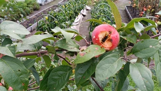 Шершень 🐝 тоже любит сладкие яблоки.