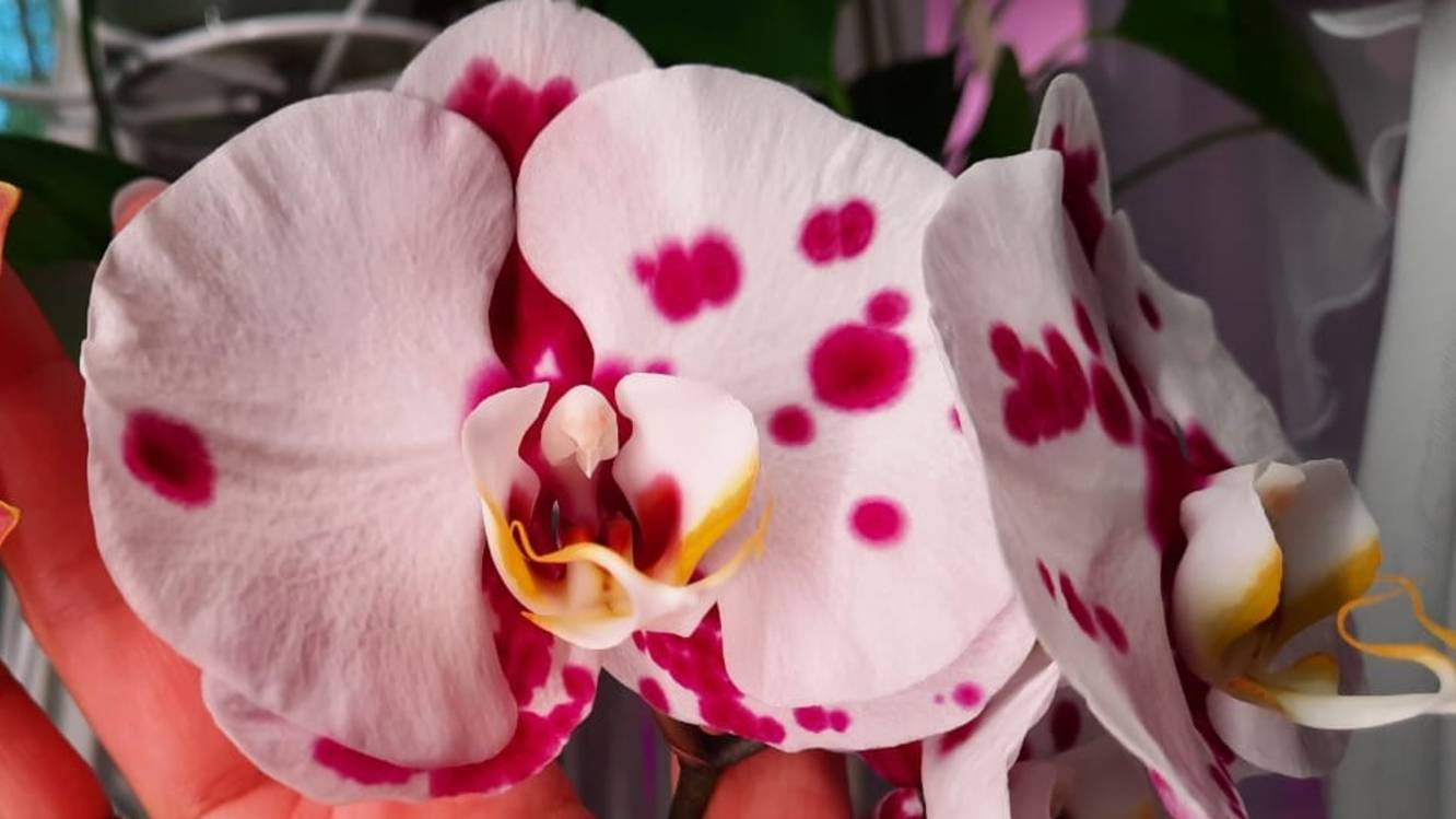 Мои красотки!😍