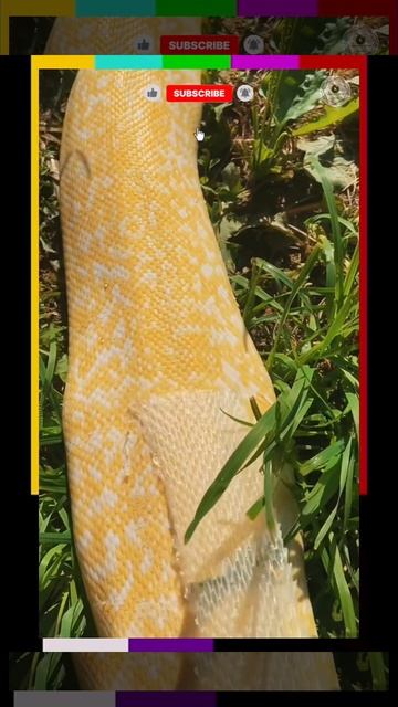 Распаковка змеи🐍