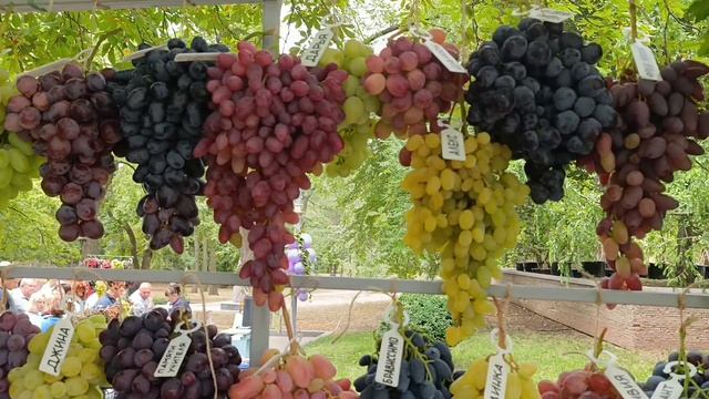 обзор рыночного винограда