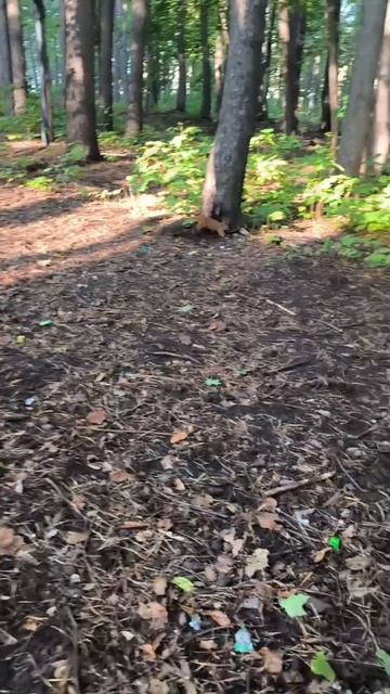 Две белки вместе