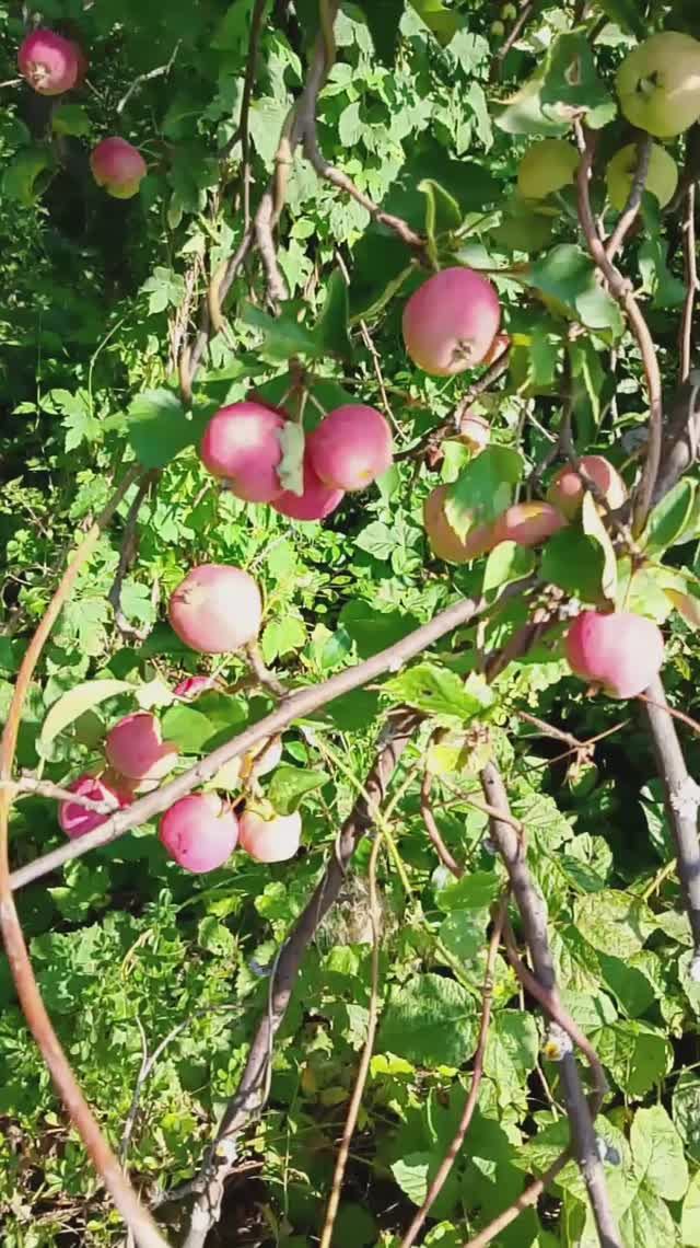 дикая яблоня будто ёлка