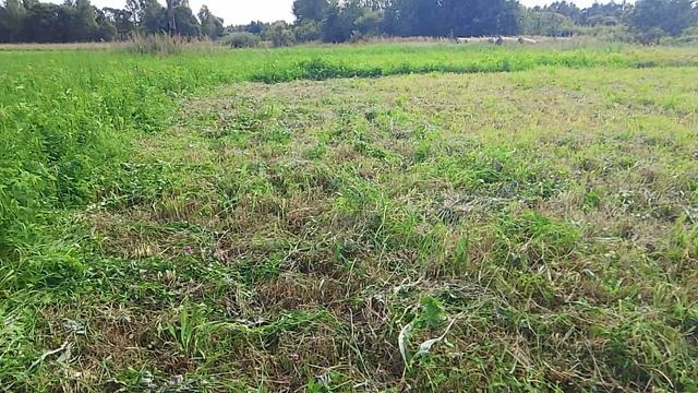 Козлятник второй укос на сенаж 2025