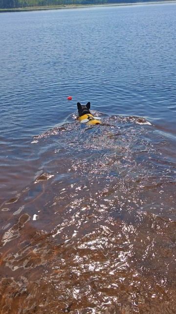 Пчёлка Жу-жу-жу