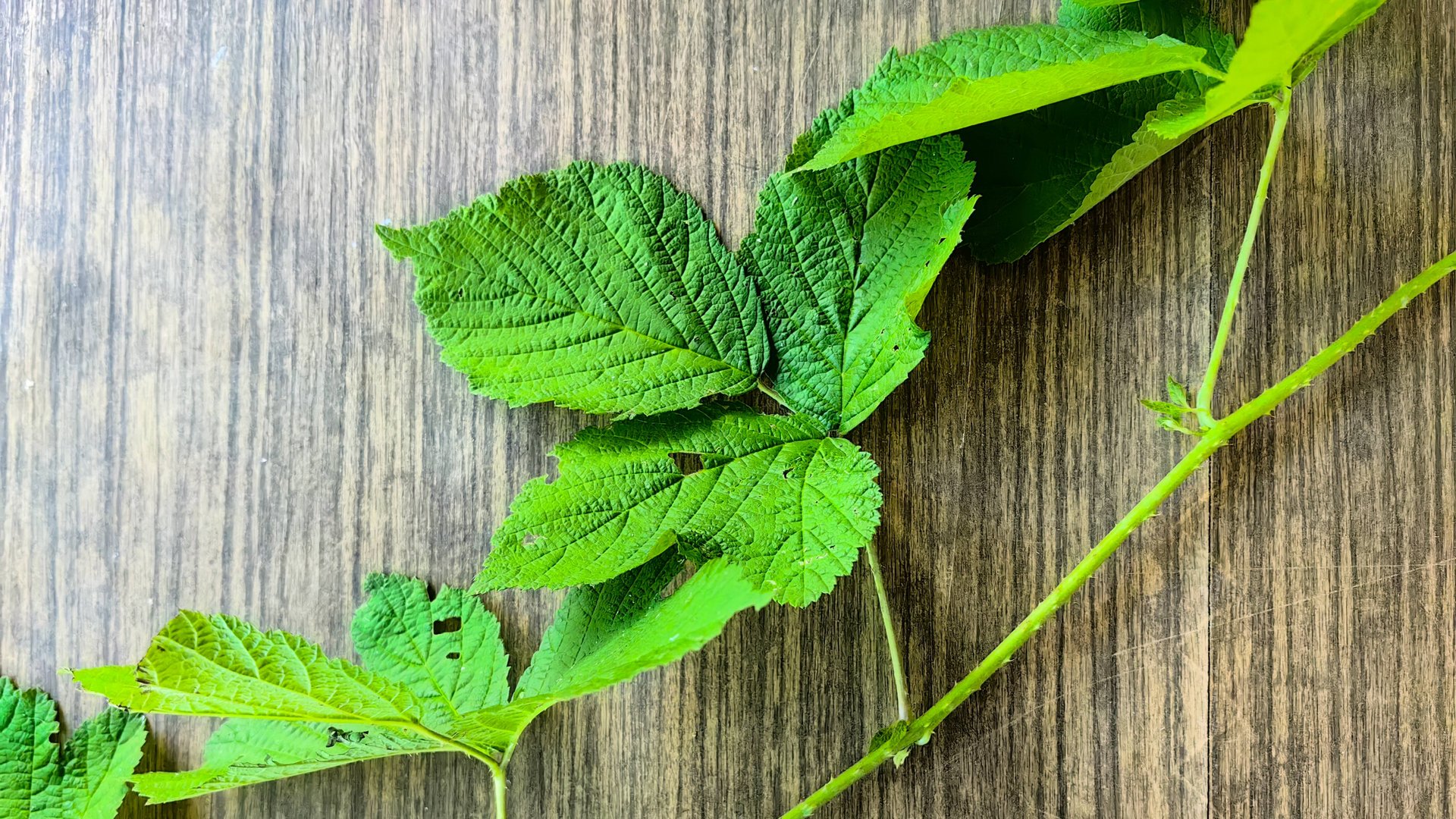 Когда и как заготавливать листья ежевики