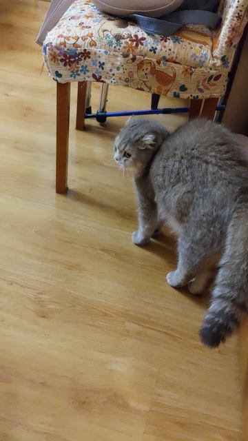 Аппа в гостях у Микиса