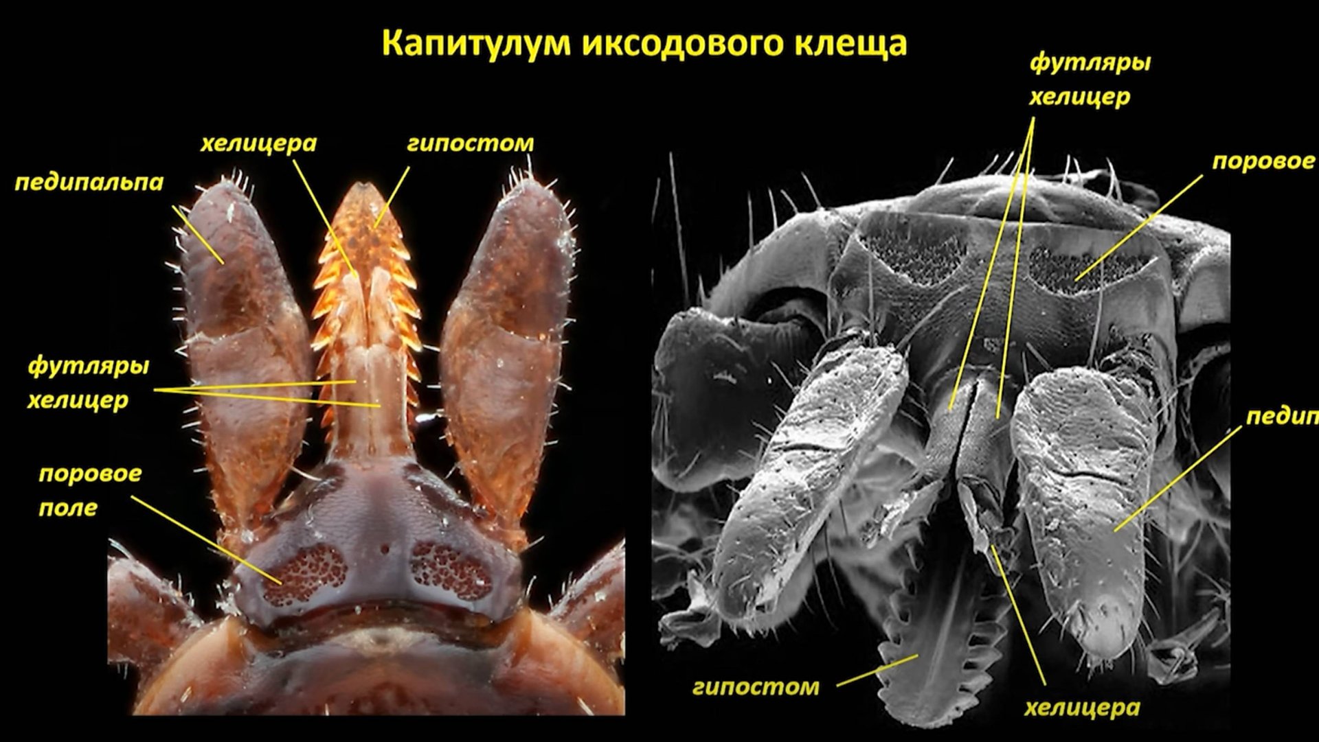 Механика укола иксодового клеща