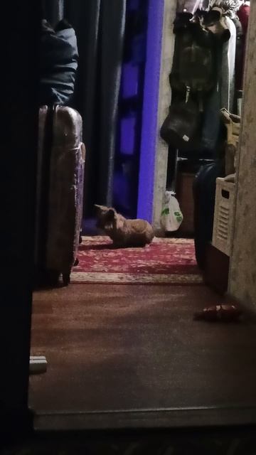 Очень страшные чемоданы 🙈😈