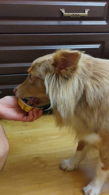 Аппа в гостях у Микиса