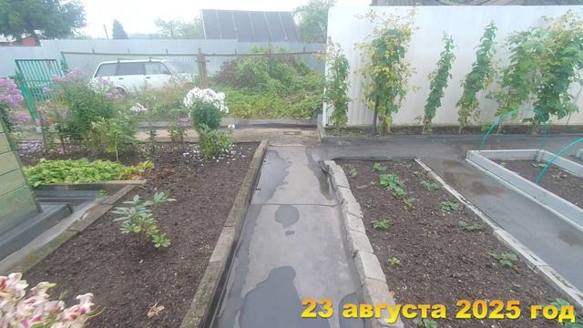 7 соток. Собираю урожай на даче и в лесу. Хроника 23 августа 2025 год