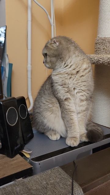 Аппа в гостях у Микиса