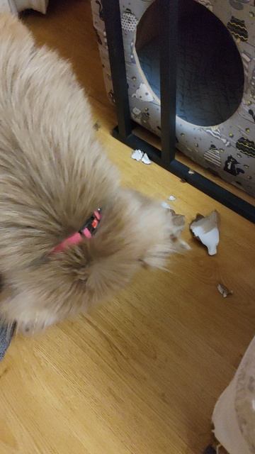 Аппа в гостях у Микиса