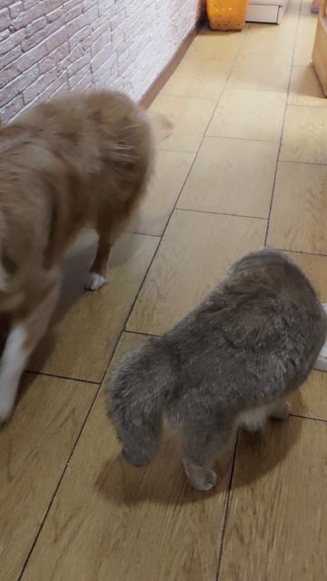 Аппа в гостях у Микиса