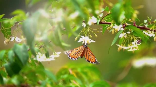 2 Случайность или Замысел — Удивительный дизайн живых организмов